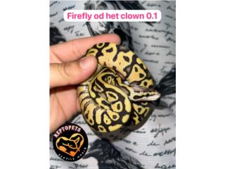 Ball Python Baby Puerto Rico