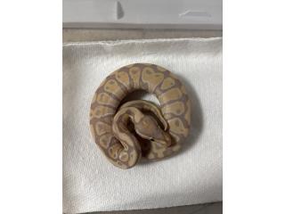 Serpiente / Serpientes Ball Python Puerto Rico