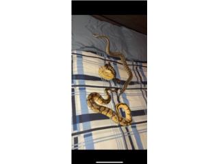 4 ball Python Puerto Rico
