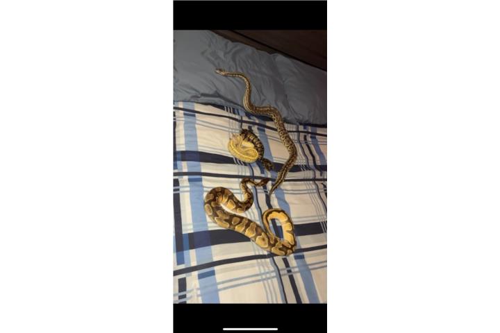 4 ball Python Puerto Rico