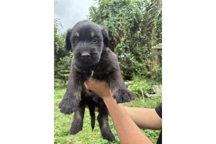 Perros Puerto Rico