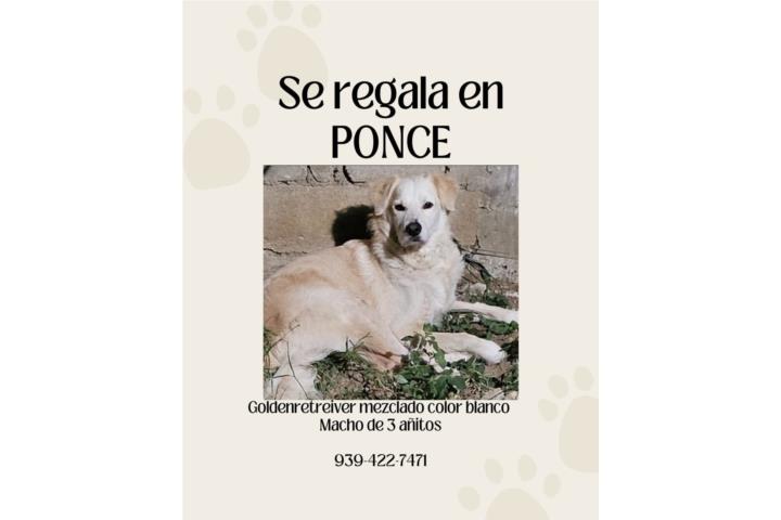 Perro para adopción Puerto Rico