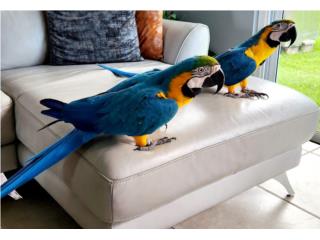 Pareja de guacamayos Blue and gold Puerto Rico