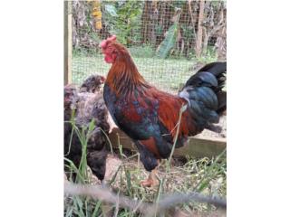 Gallo Puro Raza Welsummer Puerto Rico