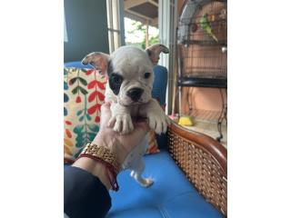 Preciosa Boston Terrier Puerto Rico