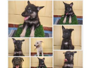 Perros Puerto Rico