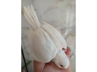 Hermosa cotorrita Quacker Blanco Albino Puerto Rico