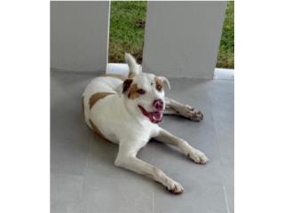 Perro amigable, necesita un hogar. Puerto Rico