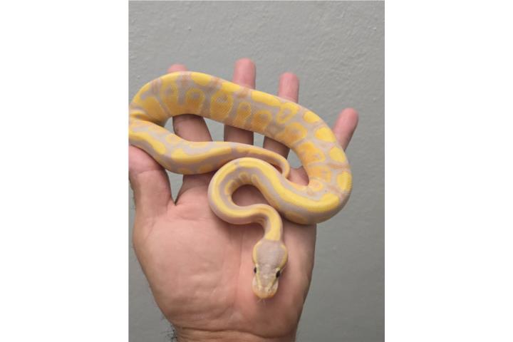 Serpiente / Serpientes Ball Python Puerto Rico