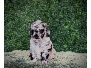 Poodle toy nene merle Puerto Rico