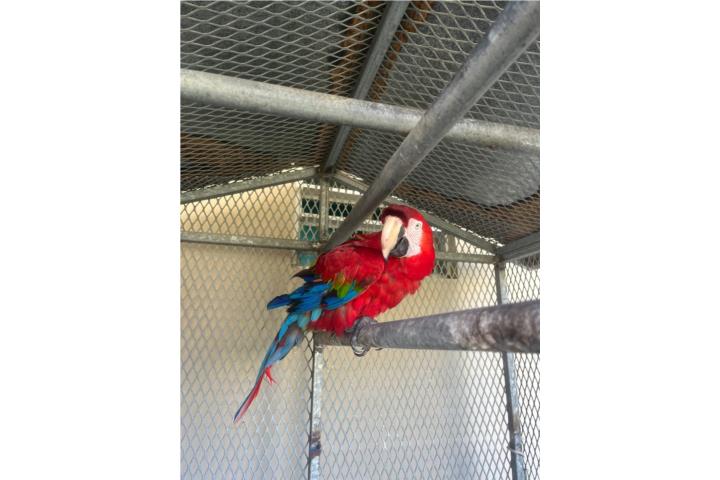 Guacamayo macho sexiado Puerto Rico