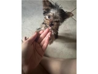 Yorkie macho Puerto Rico
