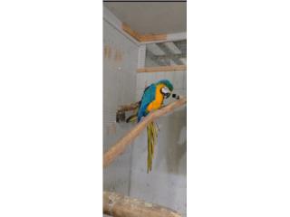 Guacamayo Puerto Rico