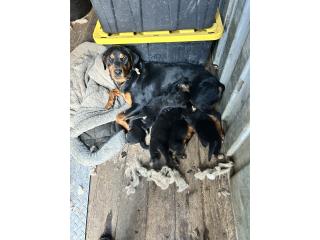 Perritos Border Rottie Puerto Rico