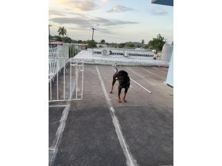 Se regala Perro Puerto Rico