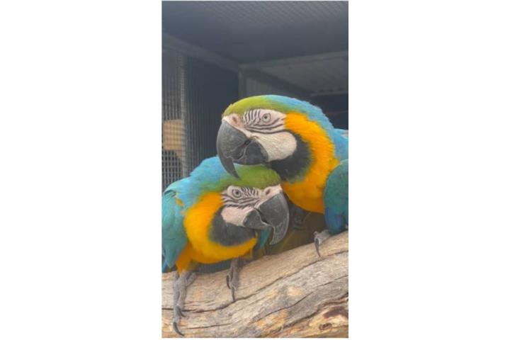 Guacamayos Puerto Rico