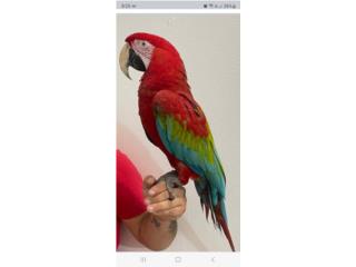 Guacamayo Green wing adulto Puerto Rico