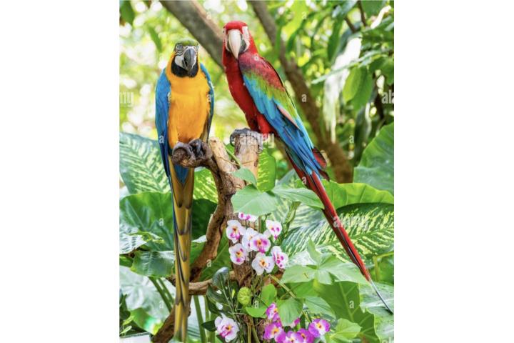 Pareja de Guacamayos Puerto Rico