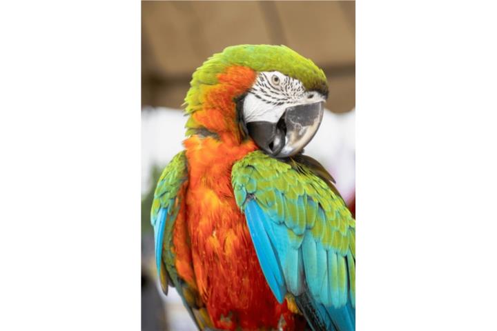 Guacamayo Catalina Puerto Rico