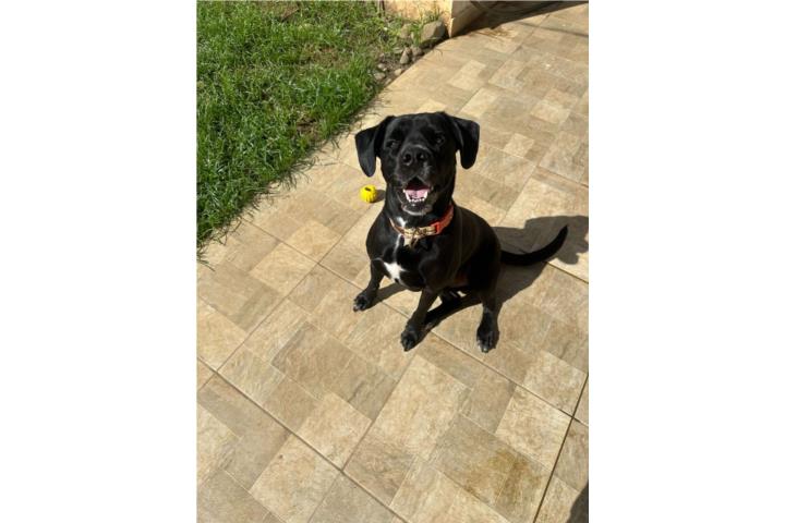 Busco Hogar para Perro Puerto Rico