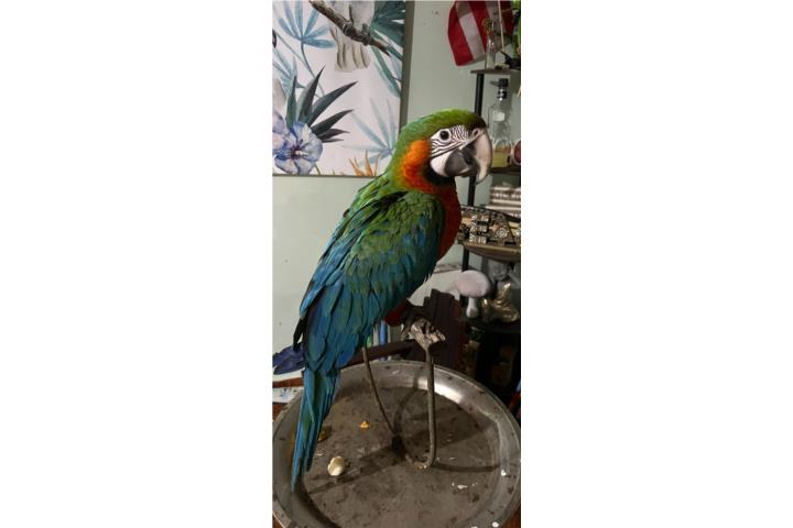 Guacamayo Puerto Rico