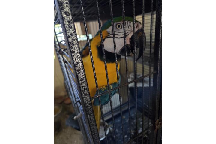 Venta de guacamayo Puerto Rico