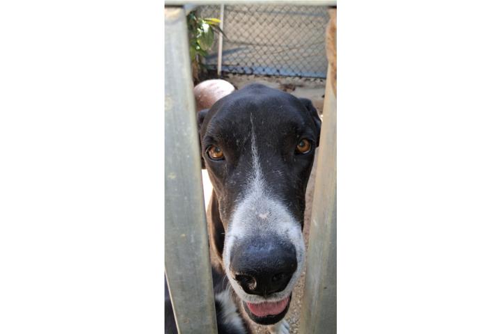 Perro gran Danés Puerto Rico