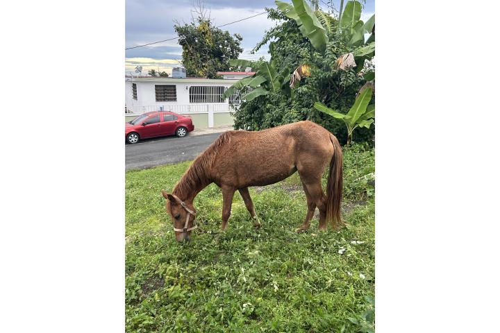 Yegua ponny hermosa mansita Puerto Rico