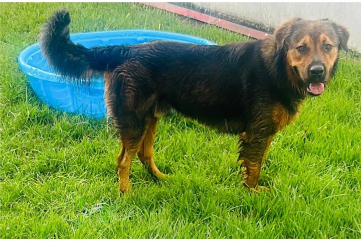 Se regala hermoso perro Puerto Rico