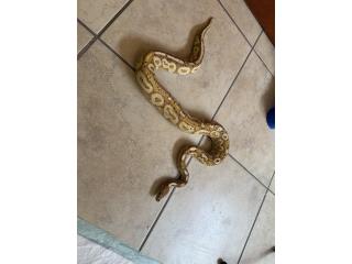 Ball Python Puerto Rico