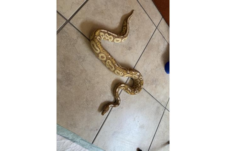 Ball Python Puerto Rico