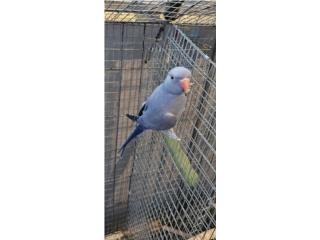 Ringneck violeta macho adn y anillado Puerto Rico