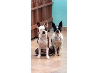 Boston Terrier Puerto Rico