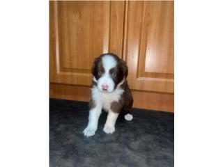 Border Collie Puerto Rico