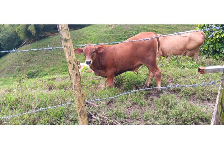 Becerro precioso Puerto Rico