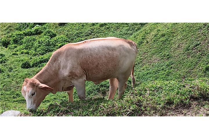 Novilla preciosa Puerto Rico