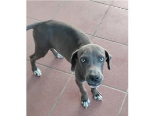 Se da en adopción hermoso pitbull blue Puerto Rico