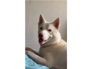 husky Puerto Rico