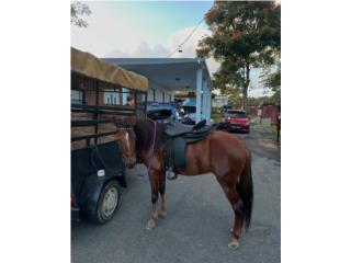 HERMOSO CABALLO Puerto Rico