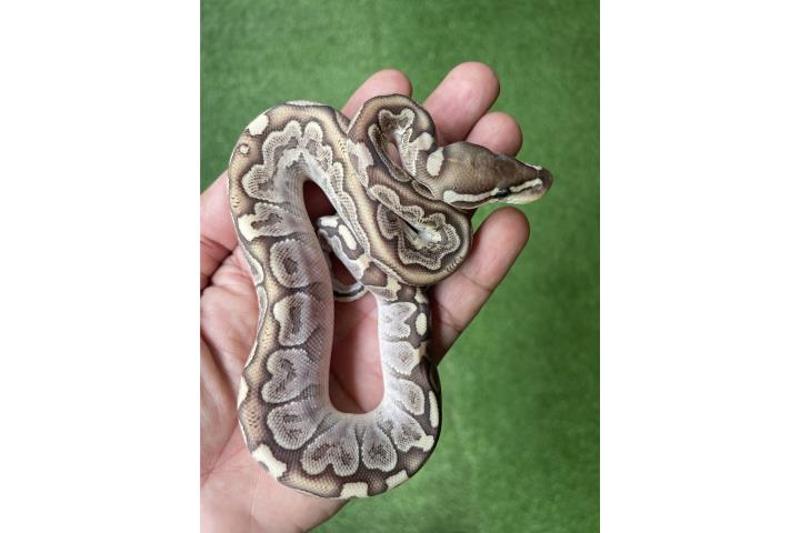 Ball Python Puerto Rico