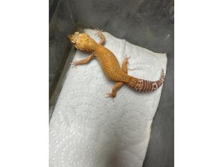 GECKO LEOPARDO Puerto Rico