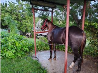 Caballo caoba Puerto Rico