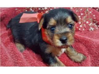 Yorkie macho Puerto Rico
