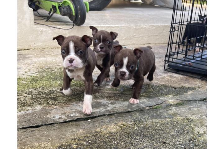 Boston Terrier Puerto Rico