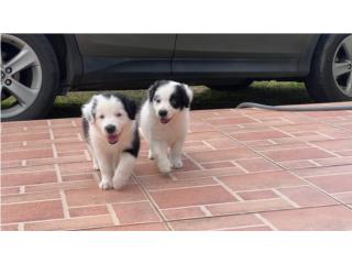 Border Collie Puerto Rico