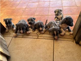 Se venden Pitbull blue Puerto Rico