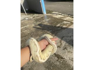 Ball python Puerto Rico
