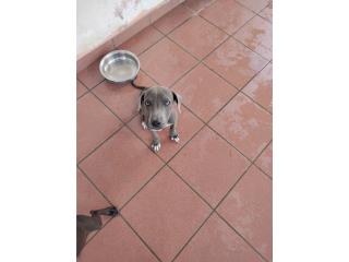 Pitbull blue mix bebe Puerto Rico