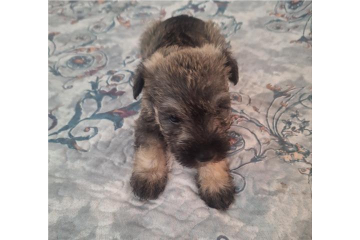 Mini Schnauzer Varon Puerto Rico