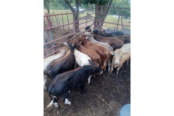 Becerros Puerto Rico